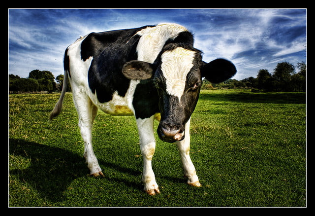 What to Do with Raw Milk Before and as it Sours