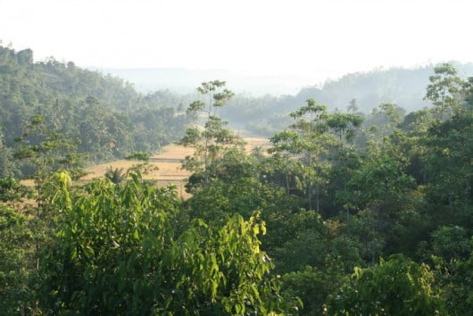 Where to Get Fresh Cinnamon